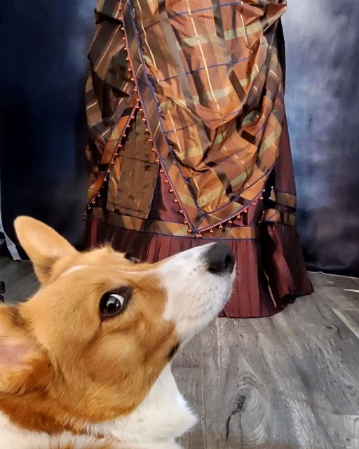 Disapproving Corgi… | Lily Absinthe